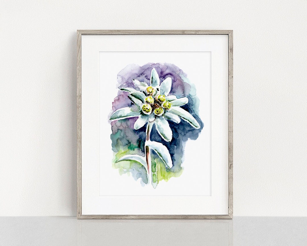 Edelweiss Art PRINT, Watercolour Alpine Flower Wall Art, Leontopodium ...