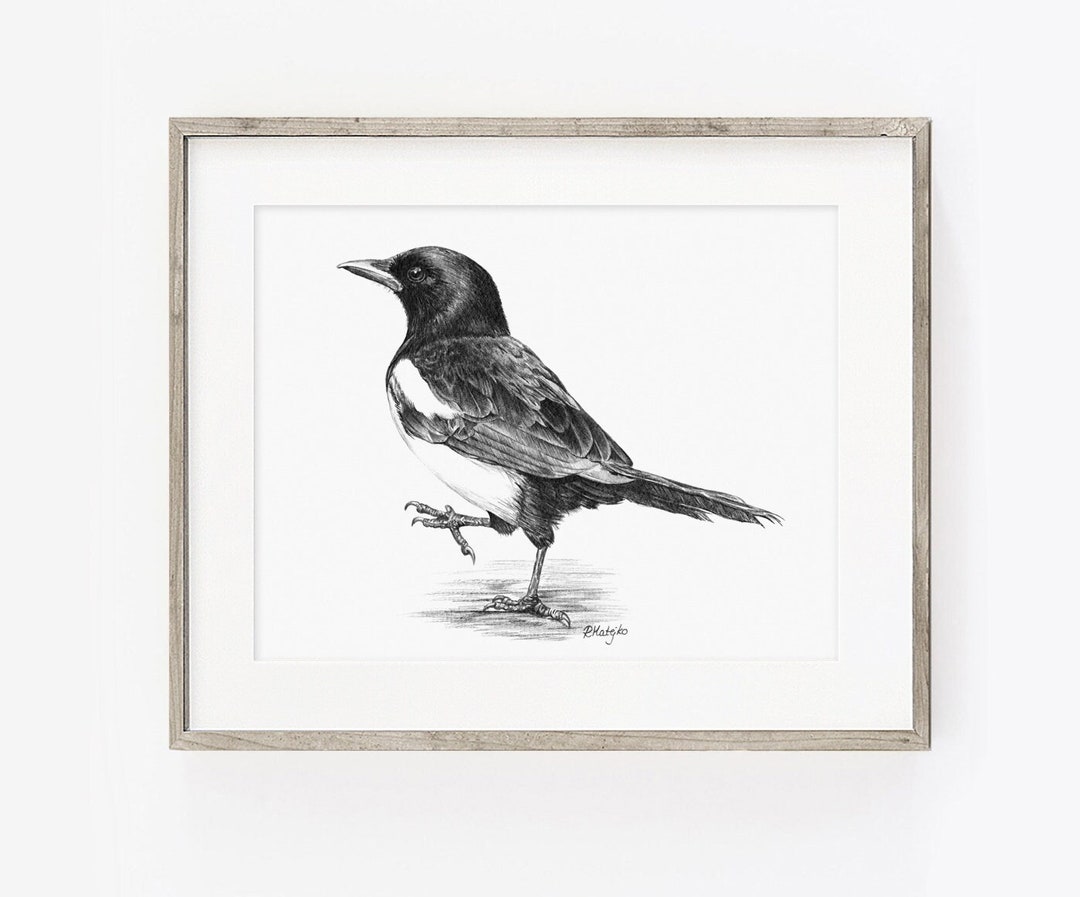 Magpie Art PRINT, Magpie Bird Pencil Drawing Wall Art, Corvid Crow Bird ...
