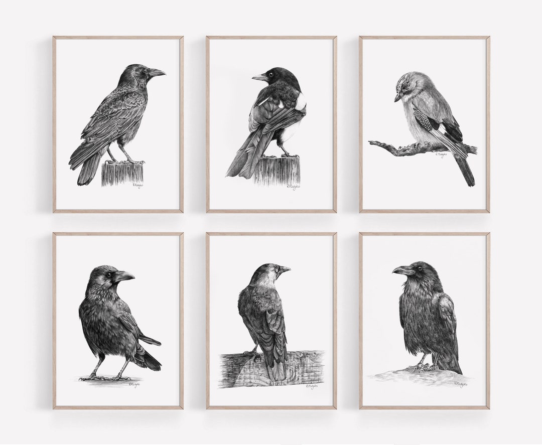 Corvids Wall Art PRINT Set of 6, Raven Jackdaw Magpie Jay Birds Pencil ...