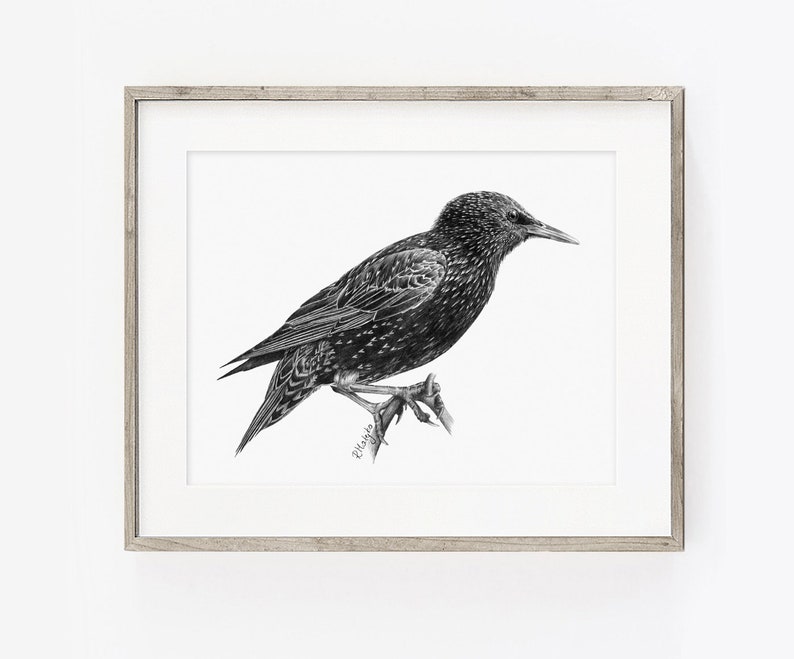 PRINTABLE Starling Art Print Starling Pencil Drawing Garden - Etsy