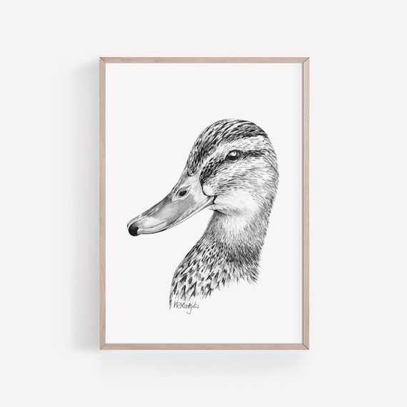 Mallard Duck Pencil Drawing