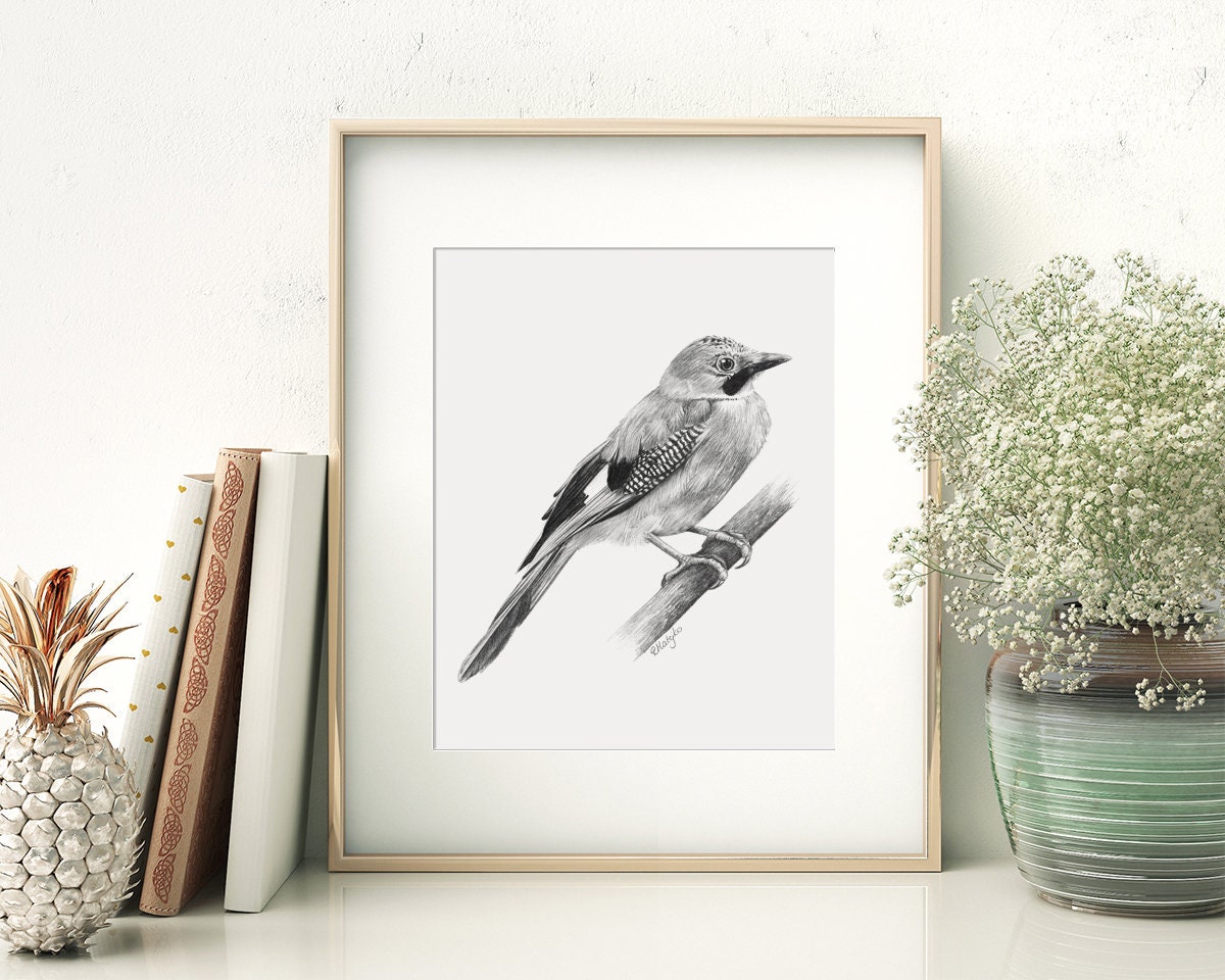 PRINTABLE Jay Bird Art Print, Jay Bird Pencil Drawing Wall Art ...