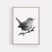 PRINTABLE Wren Art Print, Wren Pencil Drawing Wall Art, Garden Bird ...