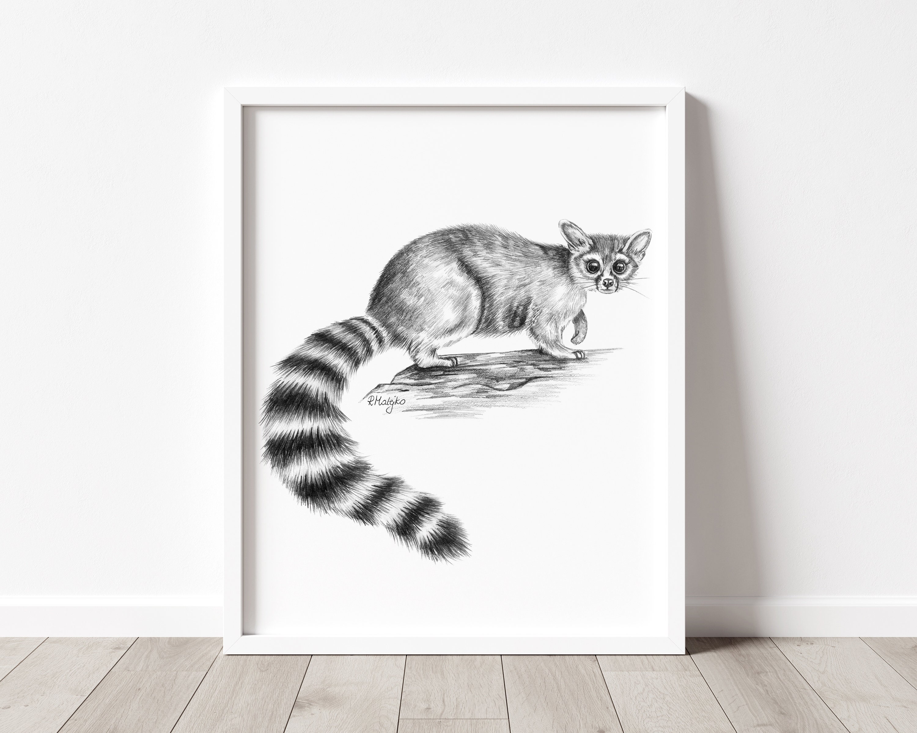 Ringtail Cat Drawing