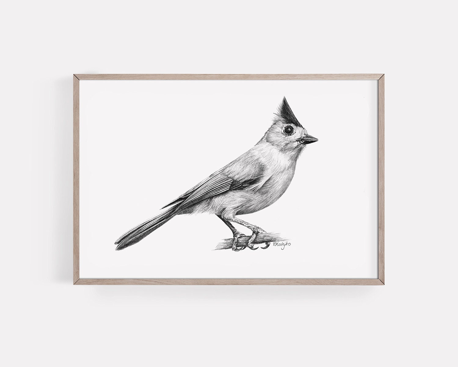 Titmouse Drawing