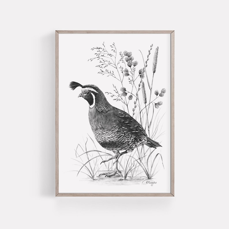 PRINTABLE California Quail Art Print Quail Pencil Drawing - Etsy