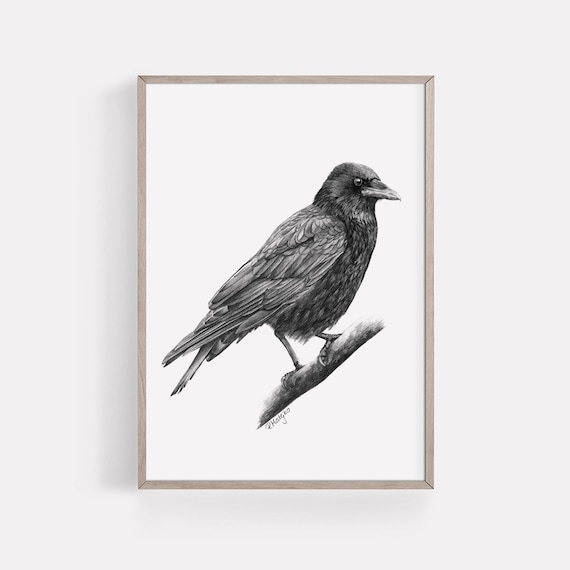 Ravens Birds Drawing