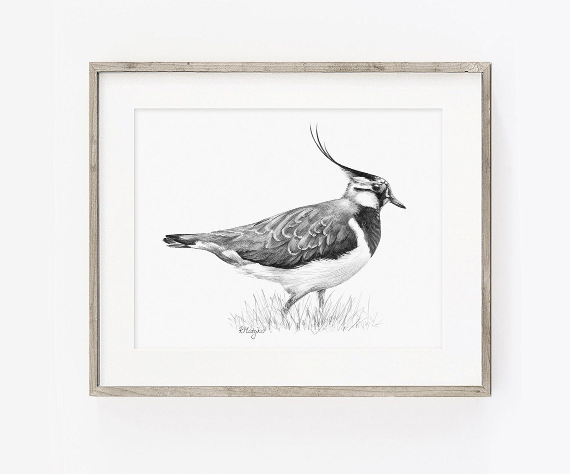 Lapwing Art PRINT Lapwing Pencil Drawing Wading Bird Sketch - Etsy UK