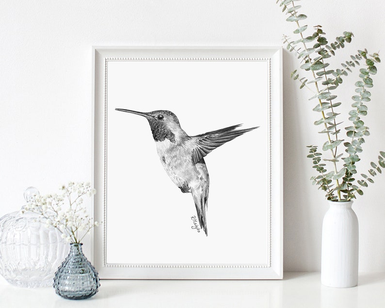 Hummingbird Art PRINT Hummingbird in Flight Pencil Drawing - Etsy