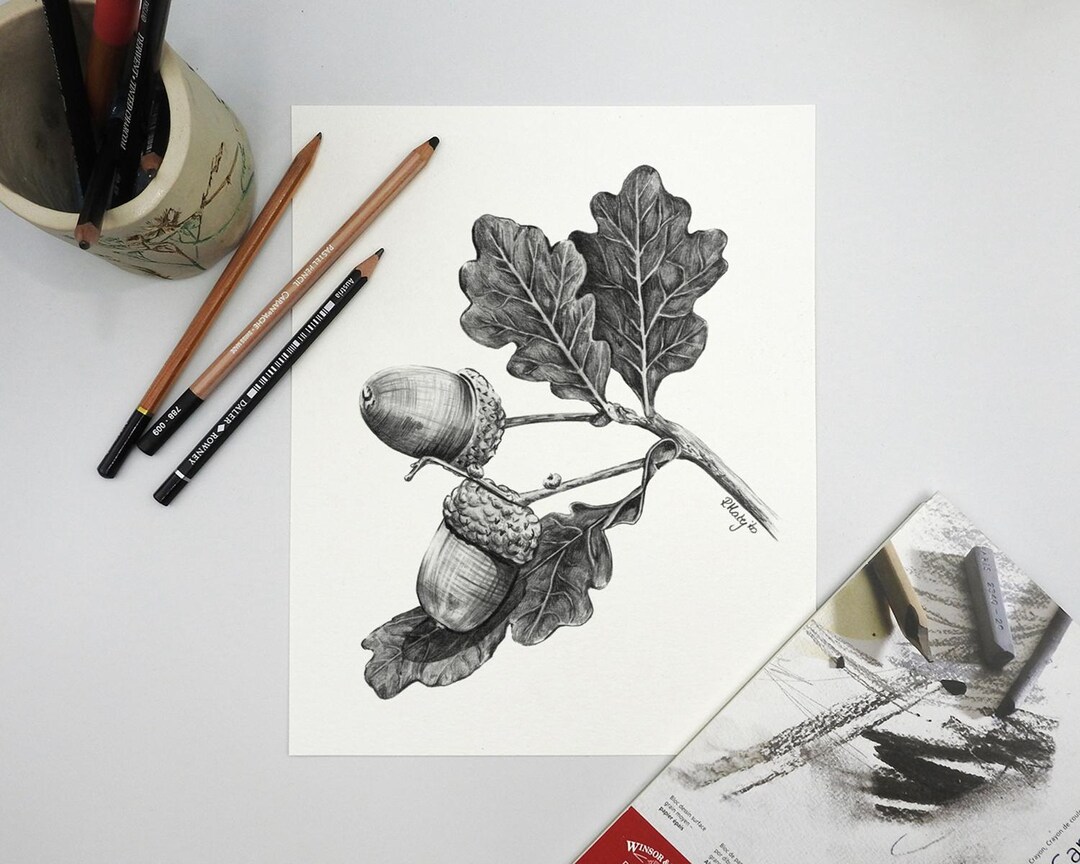ORIGINAL Acorns Pencil Drawing, Acorn Botanical Wall Art, Oak Tree ...