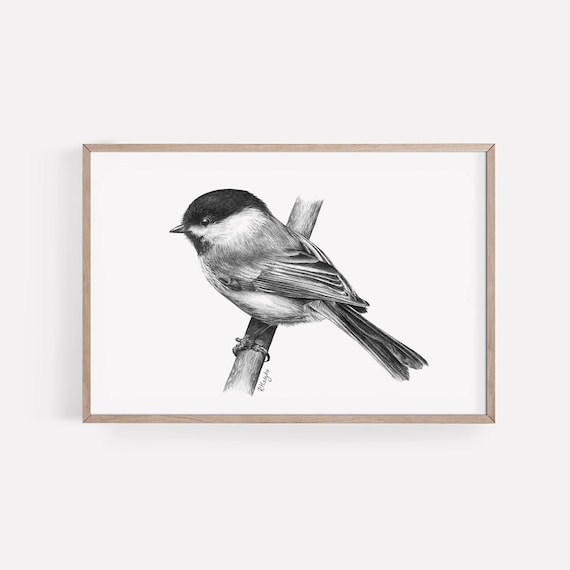 Chickadee Drawing