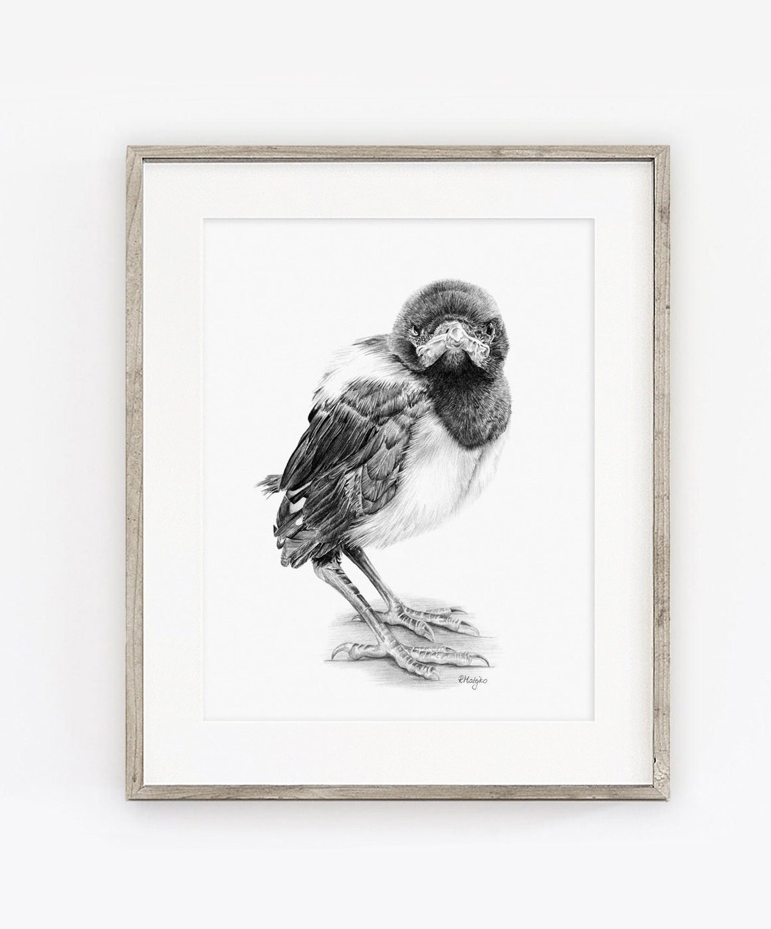 PRINTABLE Magpie Art Print, Baby Magpie Pencil Drawing, Corvid Wall Art ...
