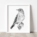 PRINTABLE Nightingale Art Print, Nightingale Pencil Drawing Wall Art ...