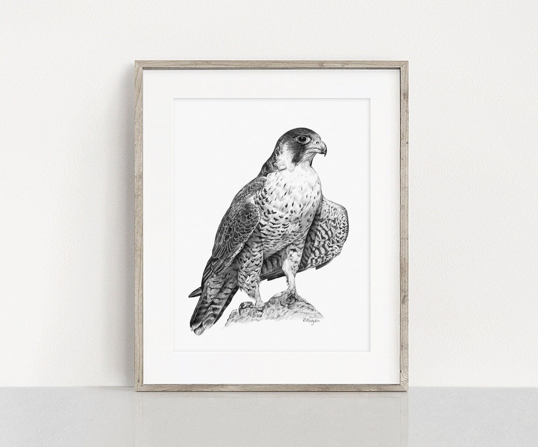 PRINTABLE Peregrine Falcon Art Print, Bird of Prey Wall Art, Printable ...