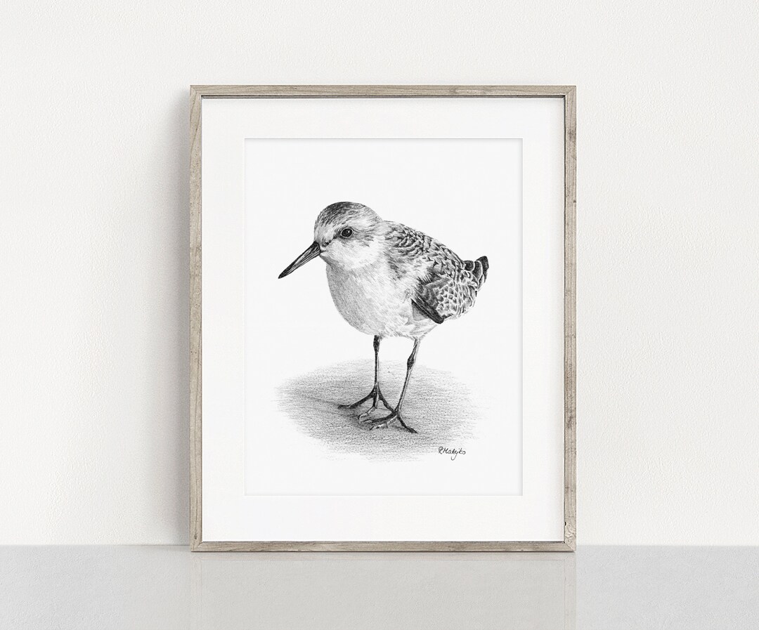 PRINTABLE Sanderling Art Print, Sandpiper Pencil Drawing Wall Art ...