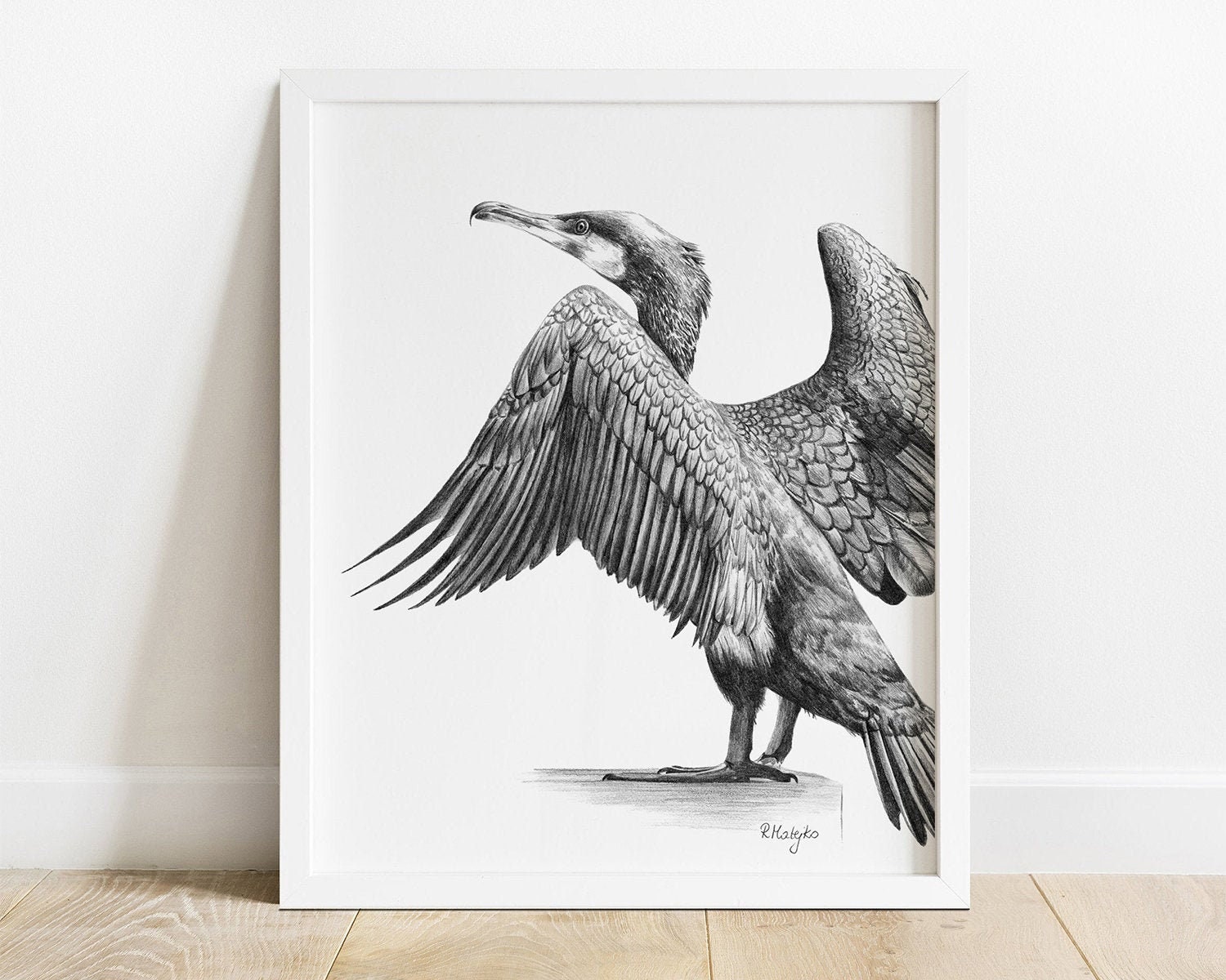 Cormorant Bird Drawing
