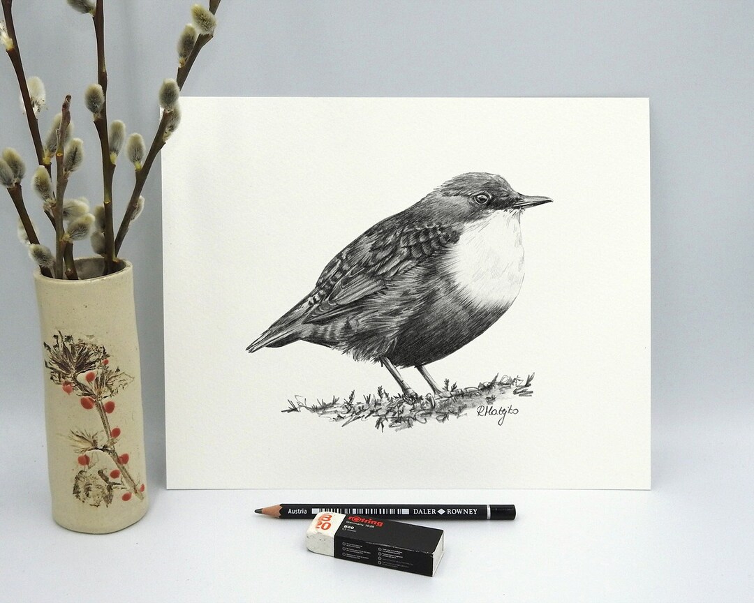 ORIGINAL Dipper Bird Pencil Drawing, Wading Bird Wall Art, River Water ...