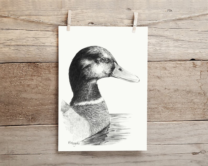 ORIGINAL Mallard Duck Pencil Drawing Wild Birds Wall Art - Etsy