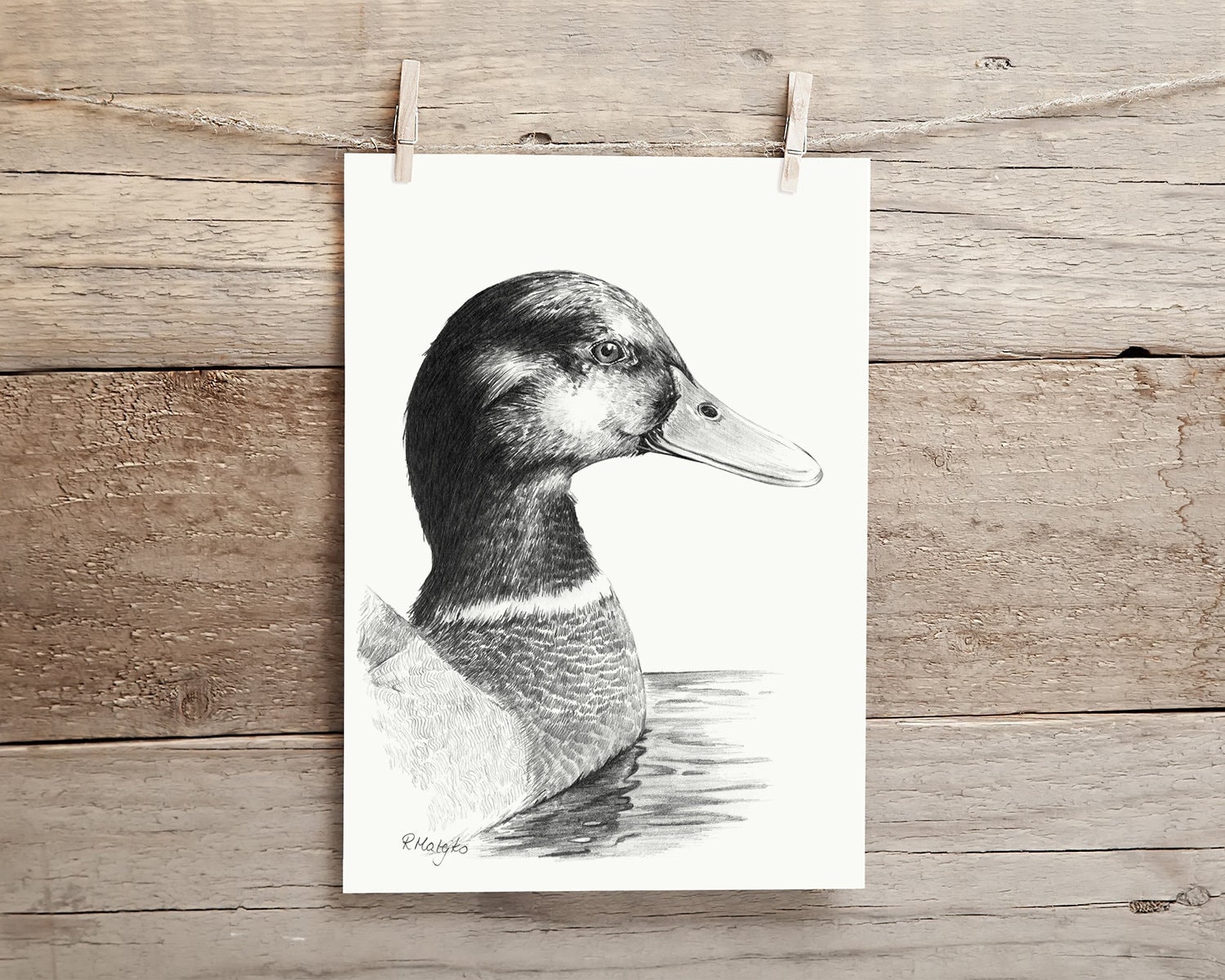 Mallard Duck Pencil Drawing
