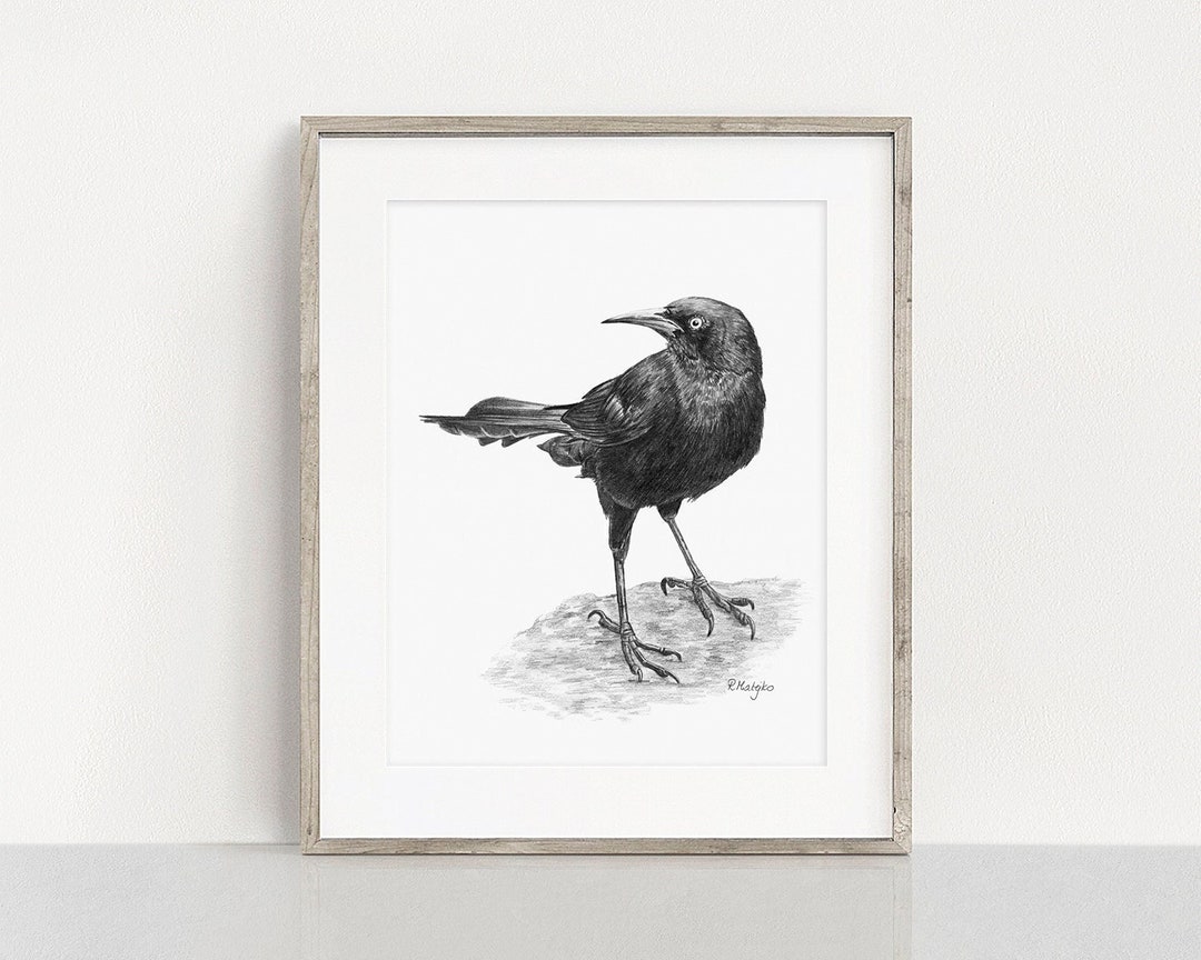 Grackle Art PRINT, Grackle Pencil Drawing Wall Art, American Garden ...