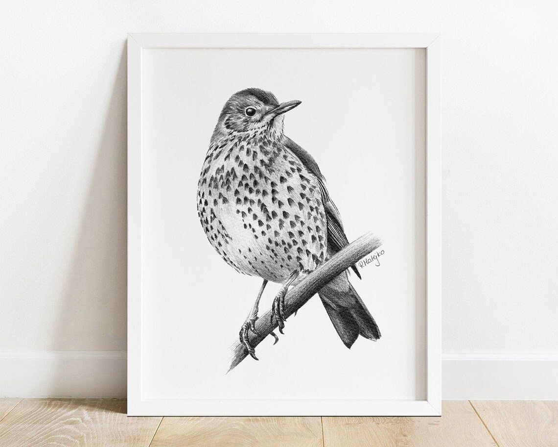 PRINTABLE Song Thrush Art Print Pencil Drawing Wall Art - Etsy