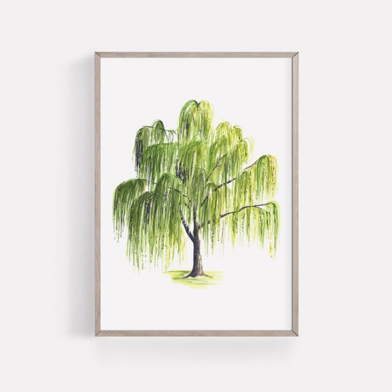 Weeping Willows Drawings