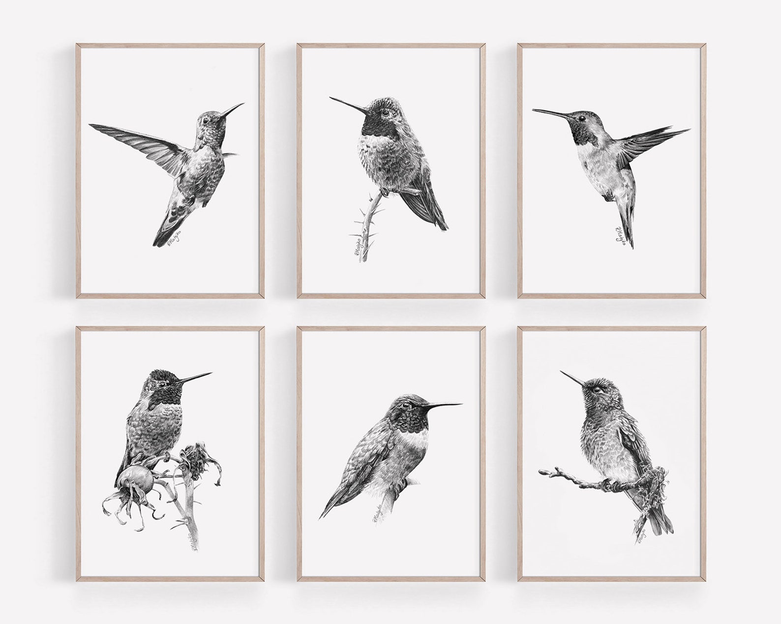 Hummingbirds Wall Art PRINT Set of 6, Graphite Pencil Drawings, Garden ...