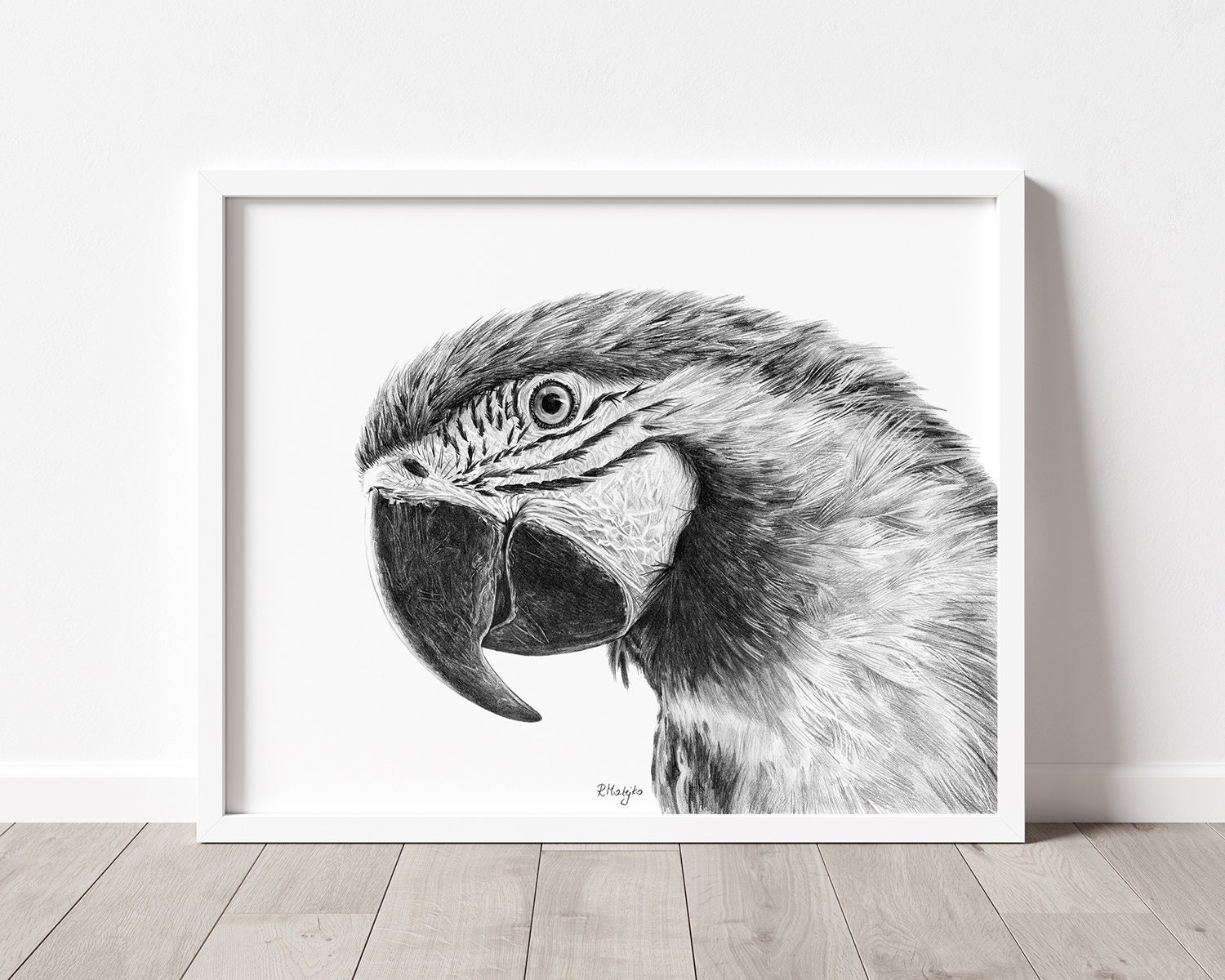 Macaw Drawing Pencil
