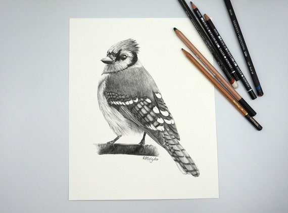 ORIGINAL Blue Jay Bird Pencil Drawing Blue Jay Wall Art - Etsy