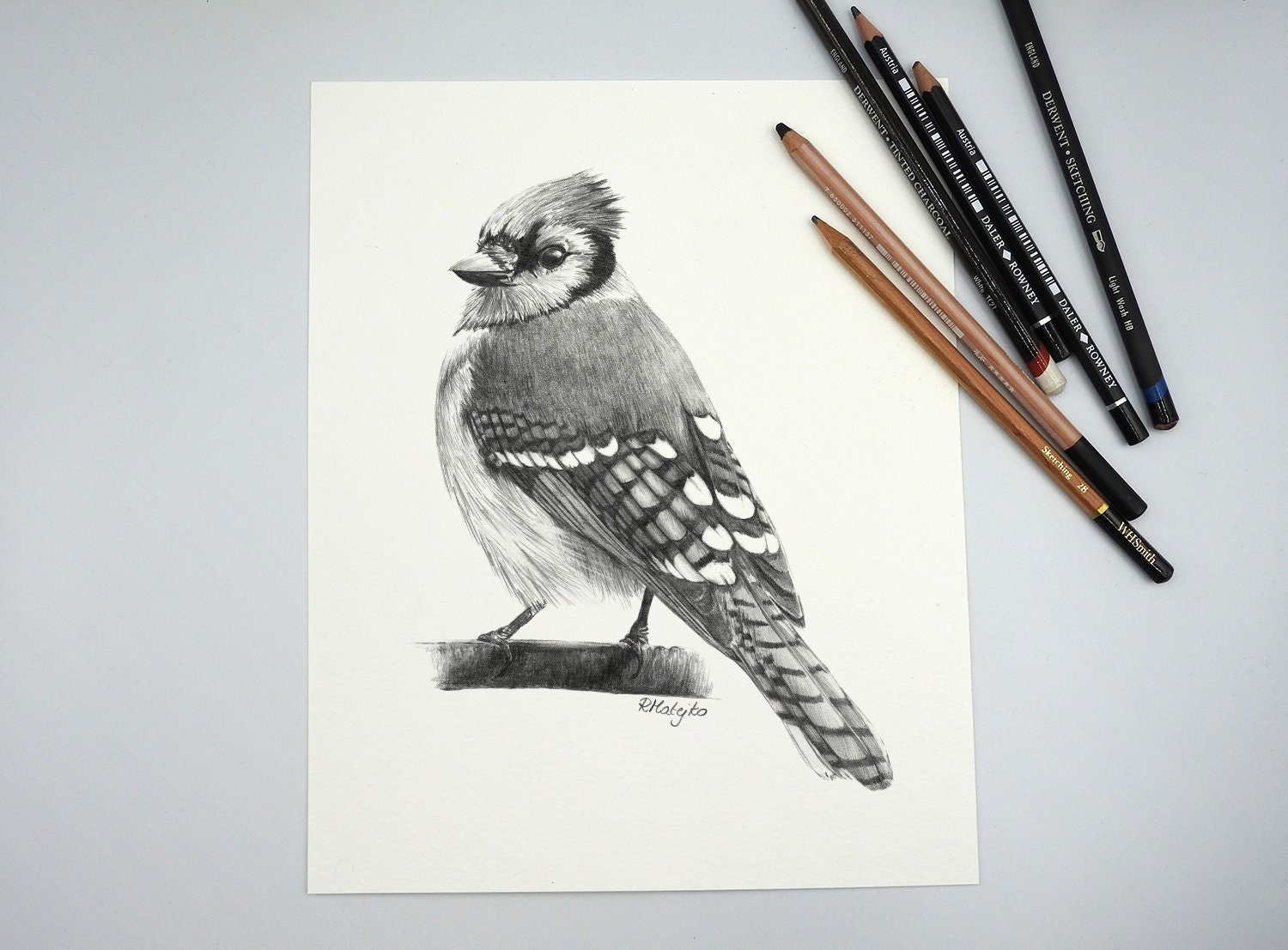 ORIGINAL Blue Jay Bird Pencil Drawing Blue Jay Wall Art - Etsy Canada