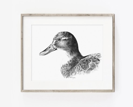 Mallard Duck Pencil Drawing
