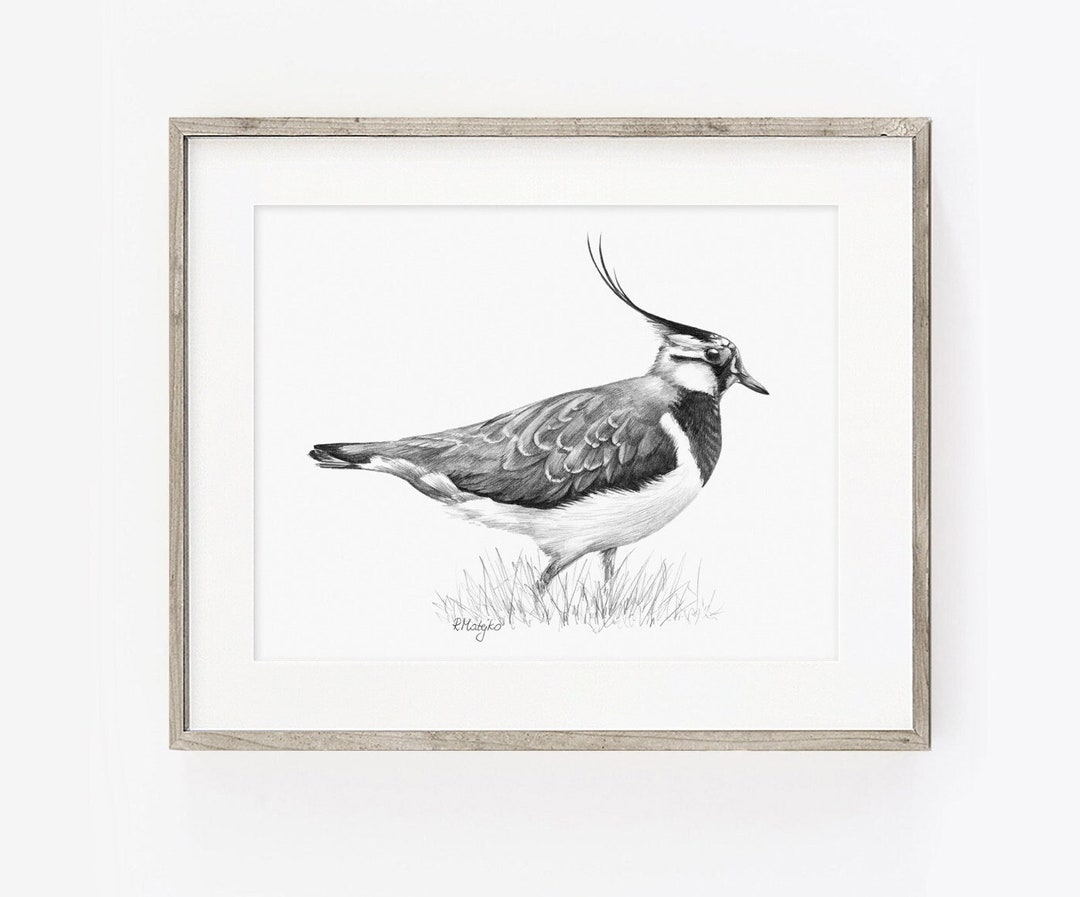 PRINTABLE Lapwing Art Print, Lapwing Pencil Drawing, Wading Bird Sketch ...