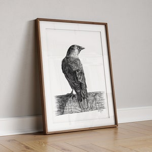 Jackdaw Art PRINT, Corvid Bird Pencil Drawing Wall Art, Wildlife Print ...