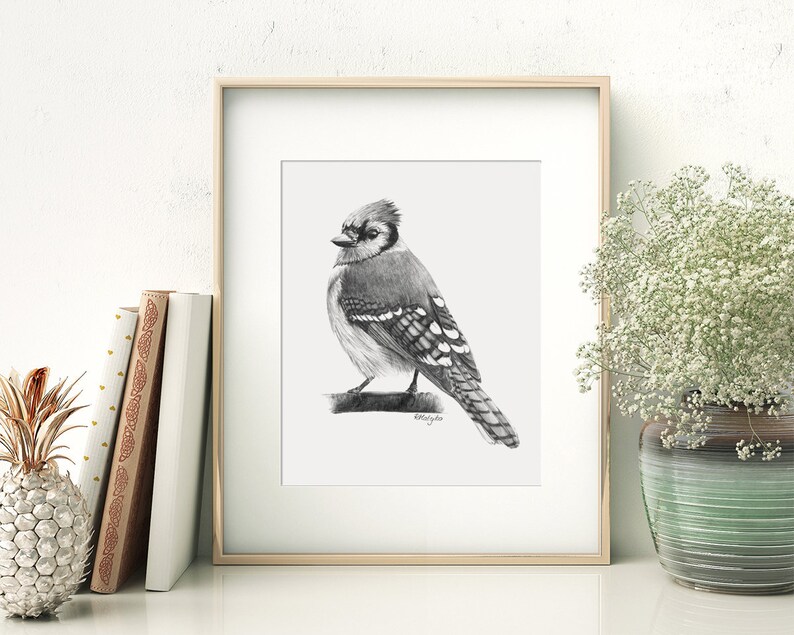PRINTABLE Blue Jay Art Print, Blue Jay Pencil Drawing Wall Art, Garden ...