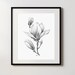 PRINTABLE Magnolia Art Print, Graphite Pencil Drawing, Botanical Wall ...