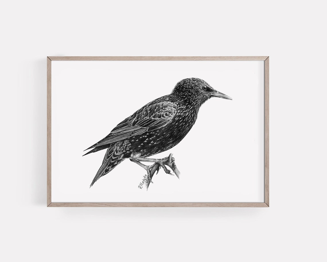 PRINTABLE Starling Art Print Starling Pencil Drawing Garden - Etsy