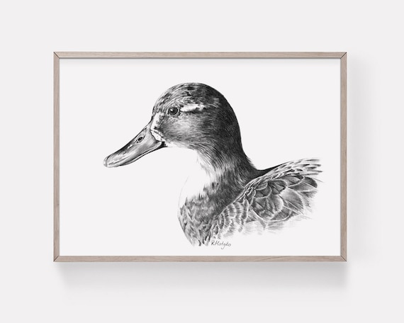 Mallard Duck Pencil Drawings