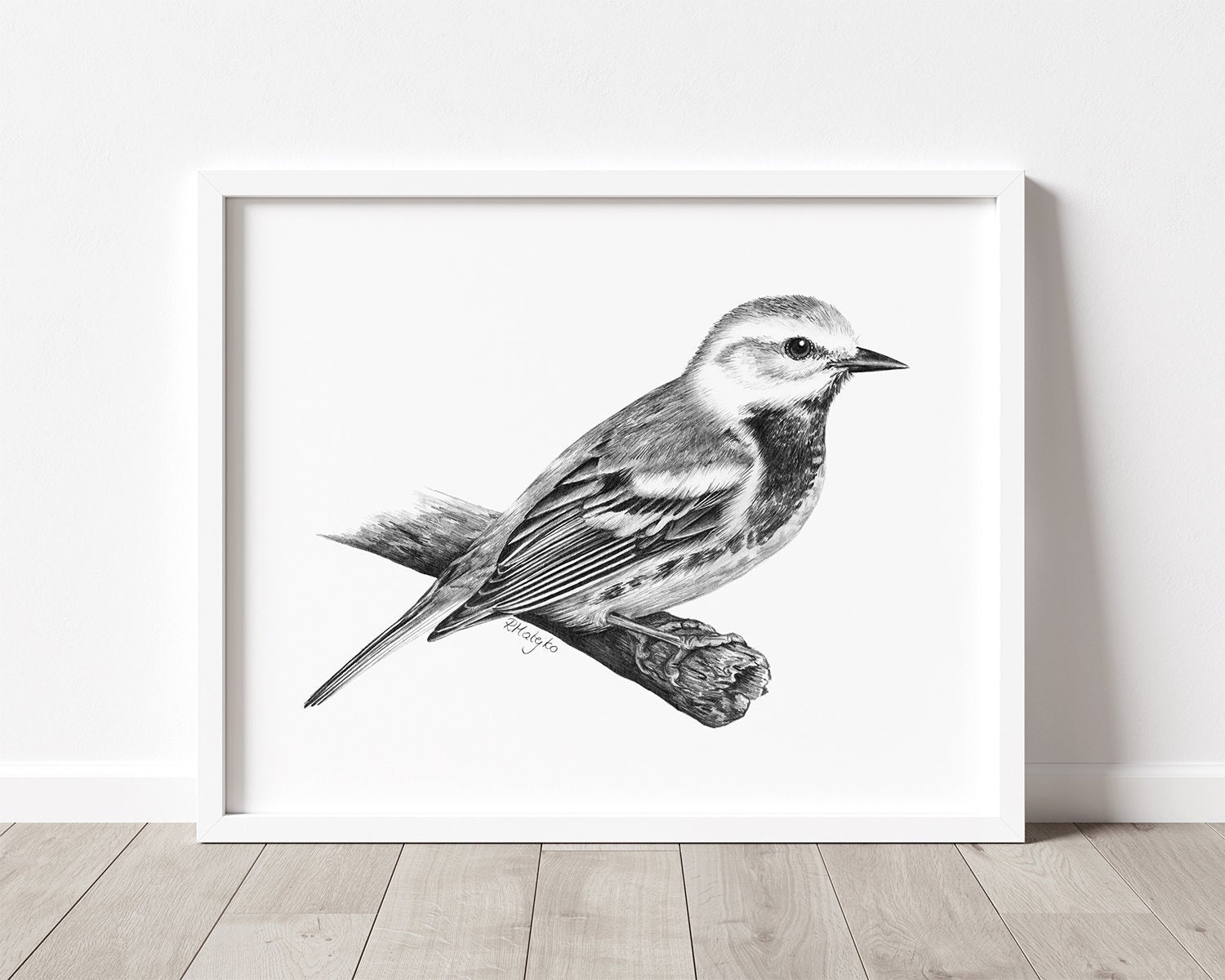 Warbler Bird Drawing