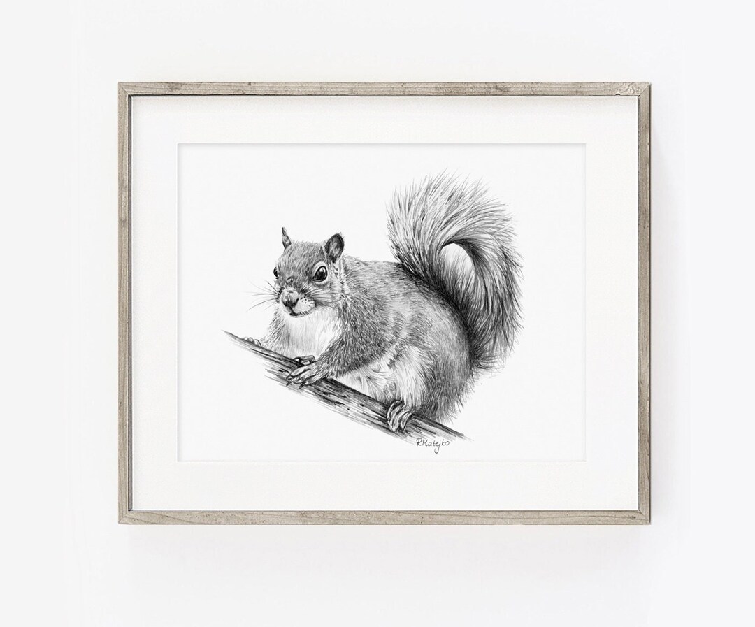 Squirrel Art PRINT, Grey Squirrel Drawing Wall Art, Woodland Animal ...