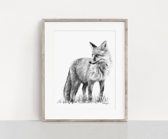 Red Fox Pencil Drawing