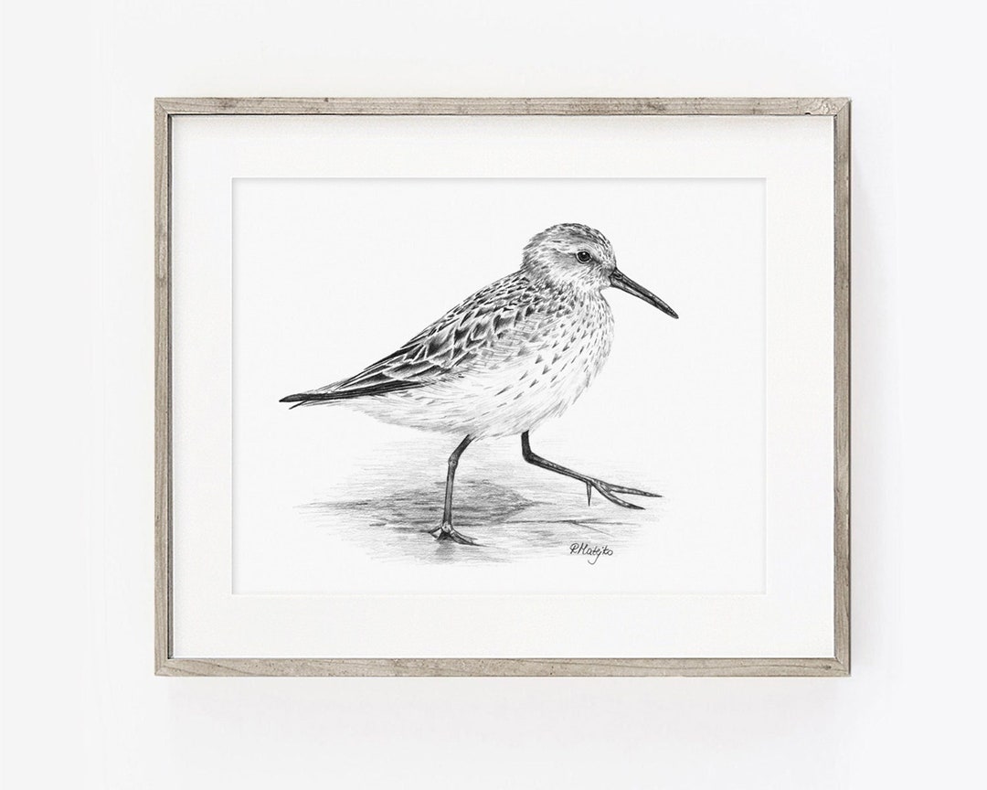 PRINTABLE Western Sandpiper Art Print, Sandpiper Pencil Drawing Wall ...