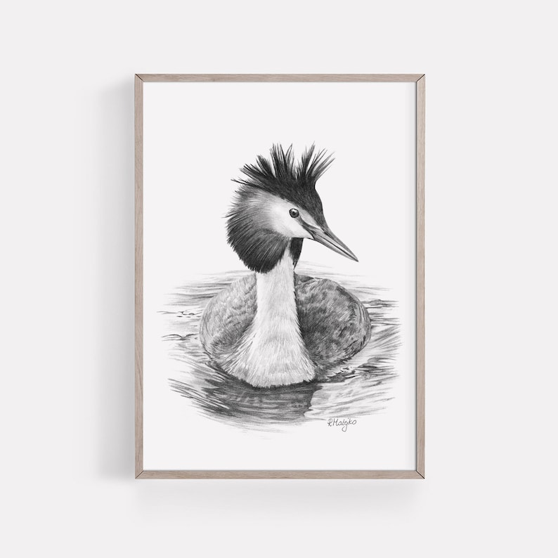 PRINTABLE Water Birds Wall Art Print Set of 4 Lake Birds - Etsy UK