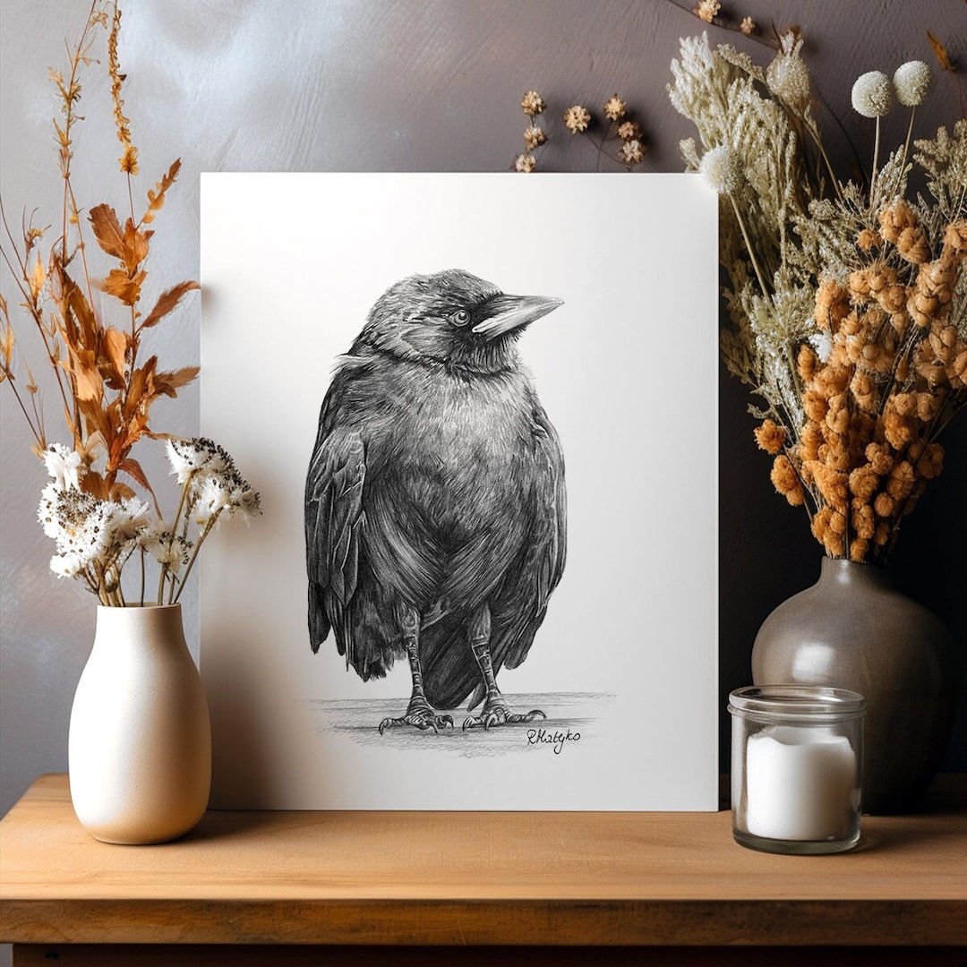 ORIGINAL Baby Jackdaw Pencil Drawing, Young Jackdaw Bird Wall Art ...