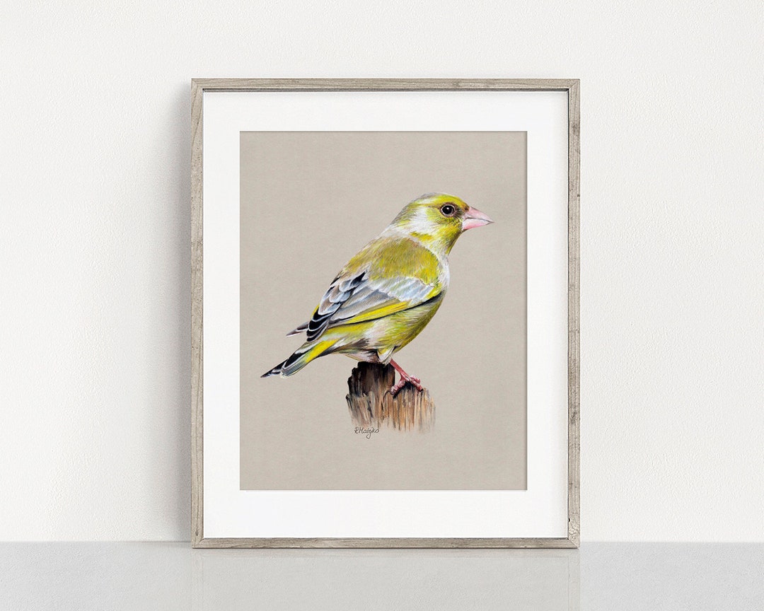 PRINTABLE Greenfinch Art Print, Bird Pencil Drawing, Greenfinch Bird ...