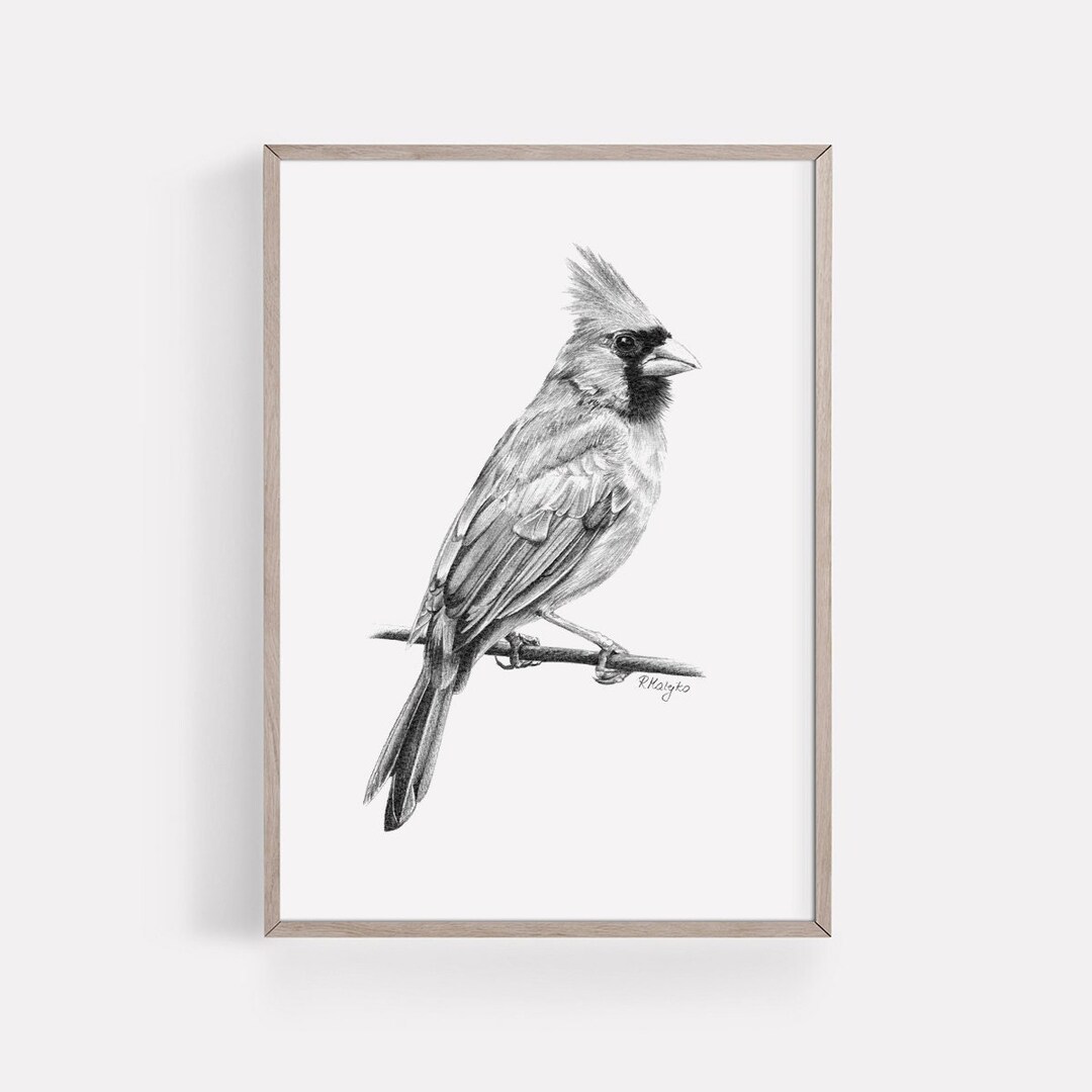 Cardinal Bird Art PRINT, Northern Cardinal Pencil Drawing Wall Art ...
