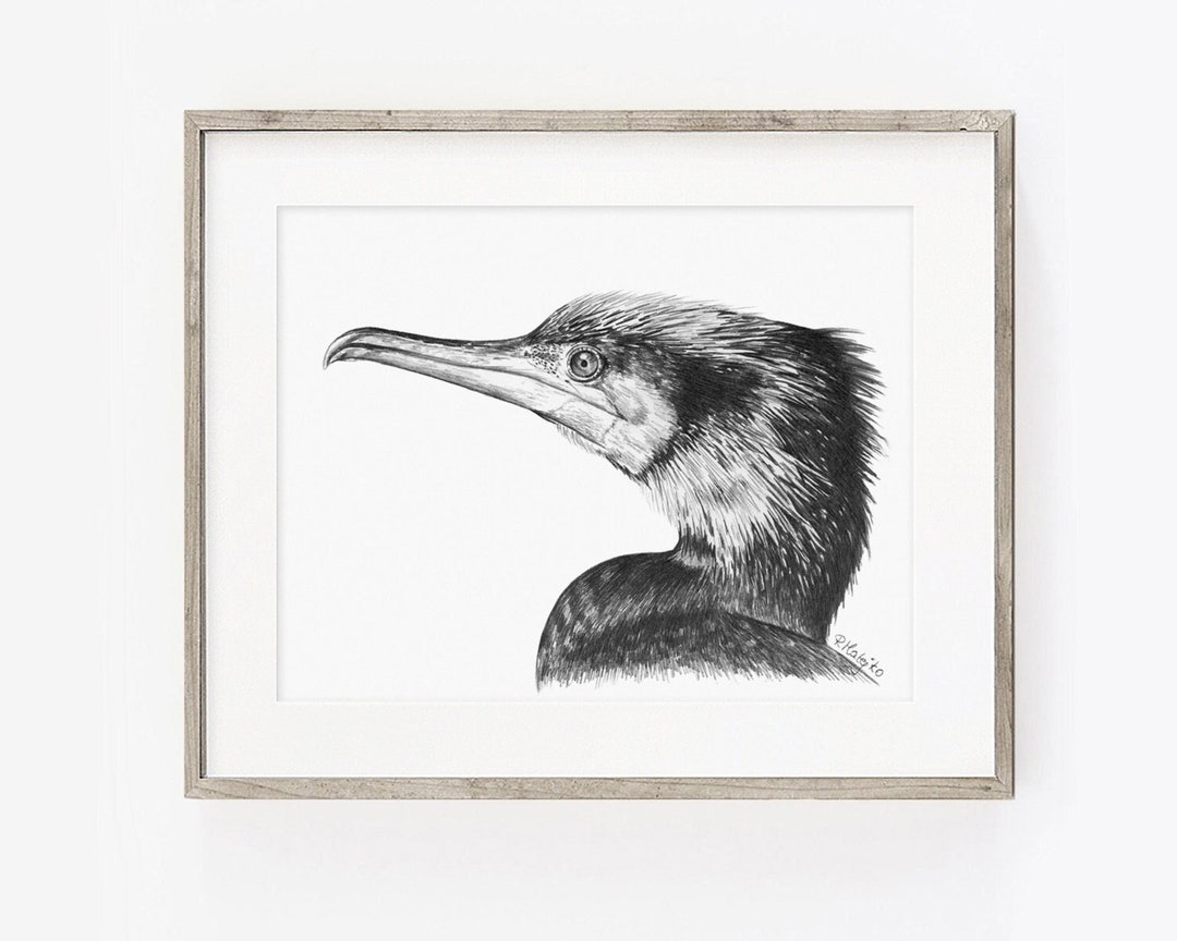 PRINTABLE Cormorant Wall Art Print Cormorant Pencil Drawing - Etsy