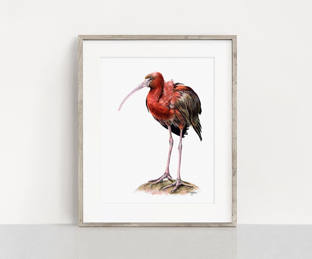PRINTABLE Glossy Ibis Print Drawing Wall Art Print Glossy - Etsy