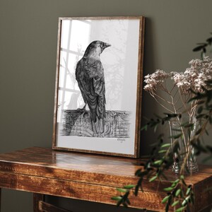 Jackdaw Art PRINT, Corvid Bird Pencil Drawing Wall Art, Wildlife Print ...