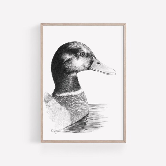 Mallard Duck Pencil Drawing