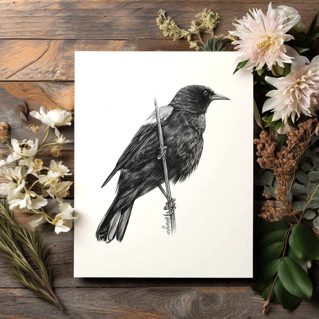 ORIGINAL Red-winged Blackbird Pencil Drawing, American Wildlife, Bird ...